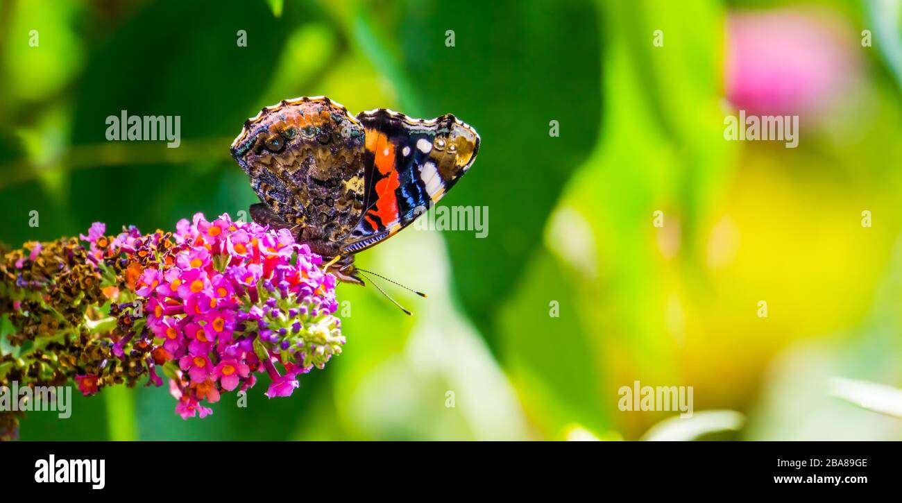 beautiful side closeup of a red admiral butterfly, common insect specie ...