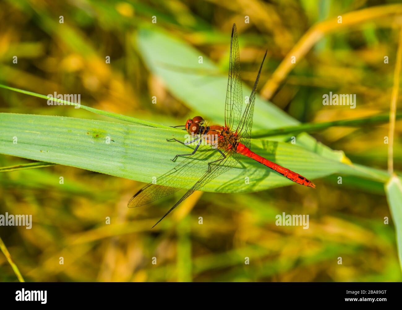 Red skimmer dragonflies hi-res stock photography and images - Alamy