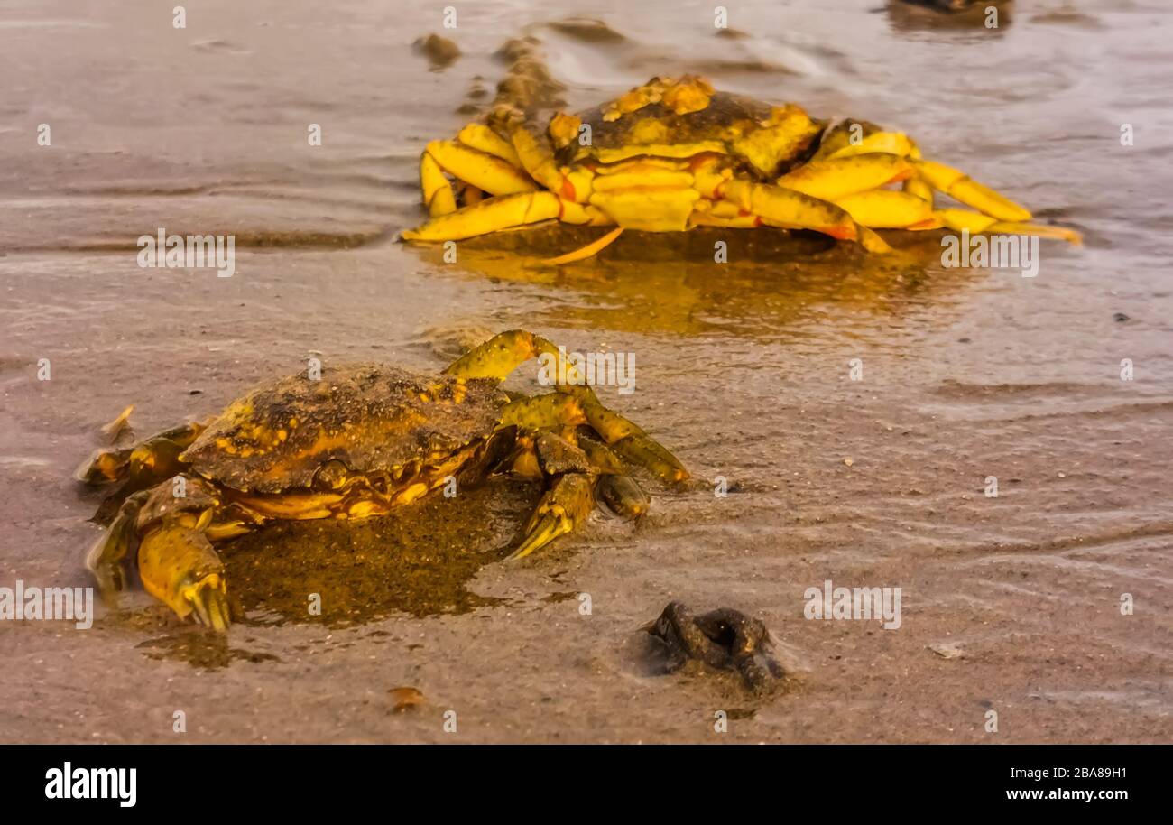 closeup of two beach crabs, common crustacean specie from the northern ...