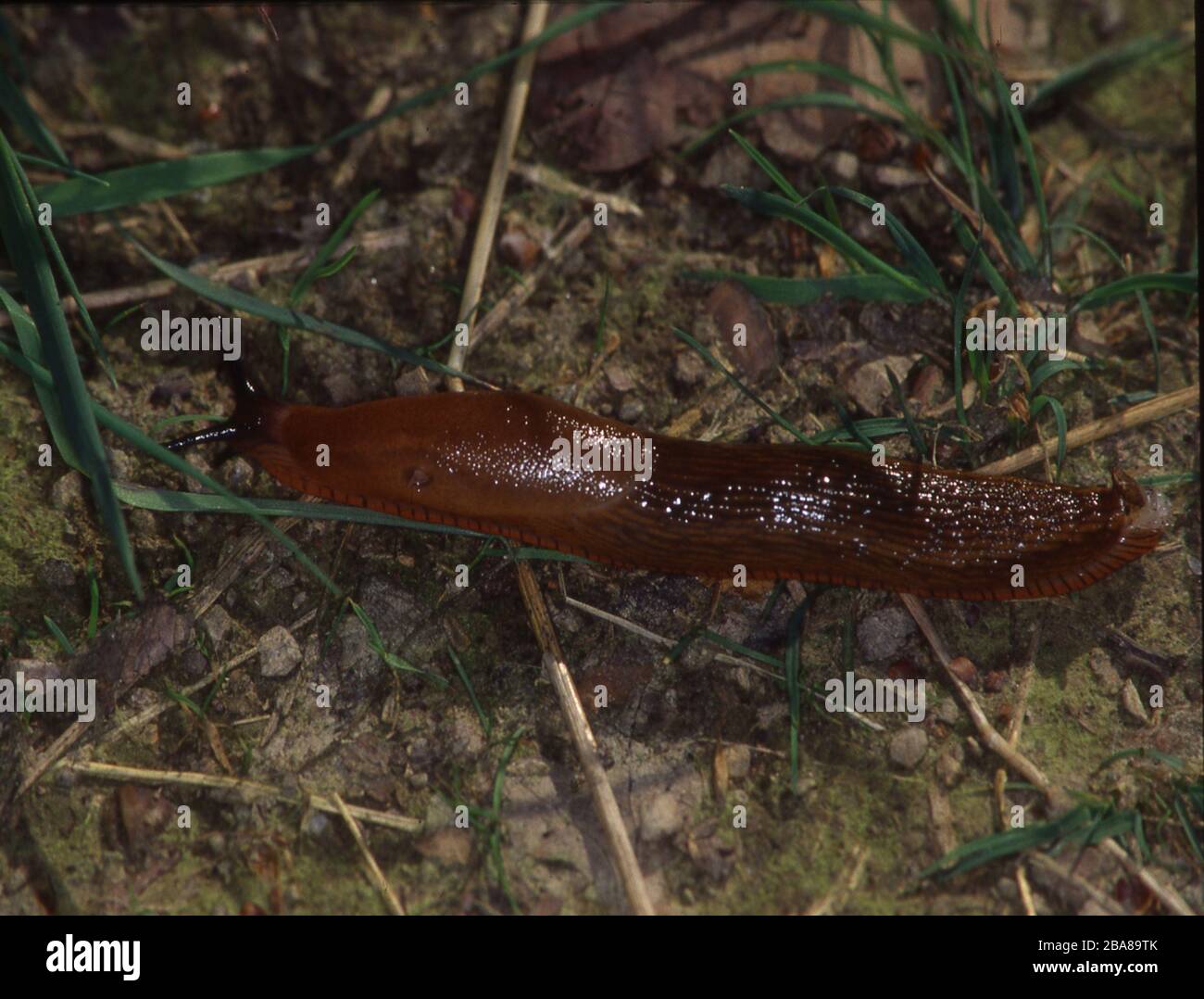 brown slug on forest floor Stock Photo - Alamy