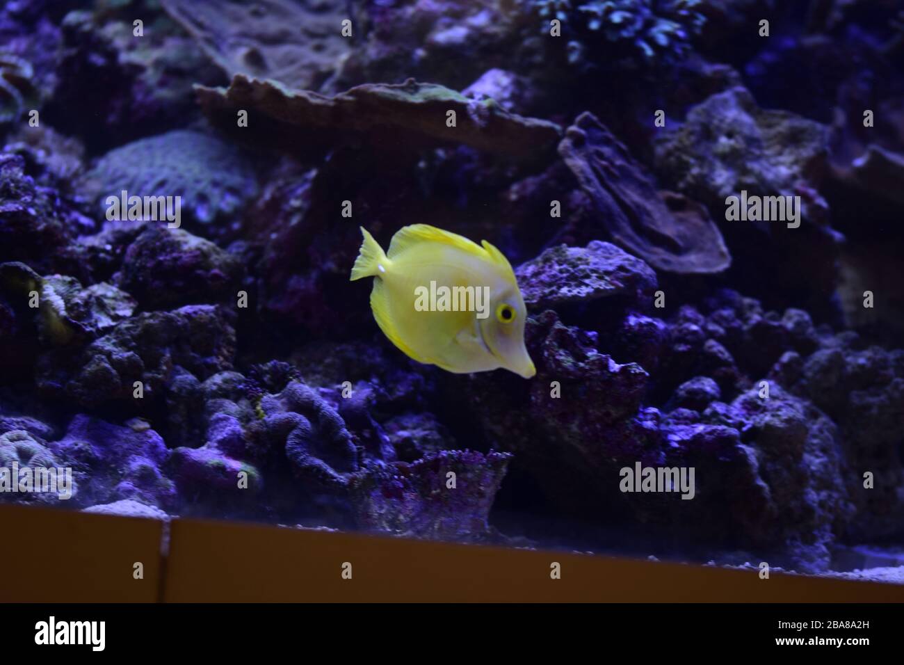 The yellow tang (Zebrasoma flavescens), salt water yellow aquarium fish ...