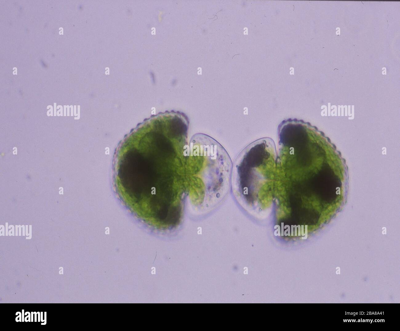 Unicellular Algae Microscope