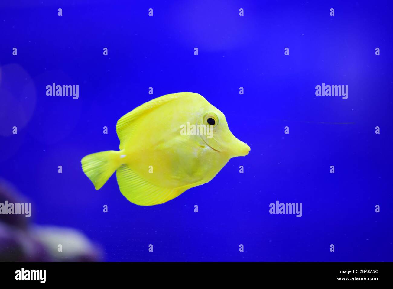 The yellow tang (Zebrasoma flavescens), salt water yellow aquarium fish ...