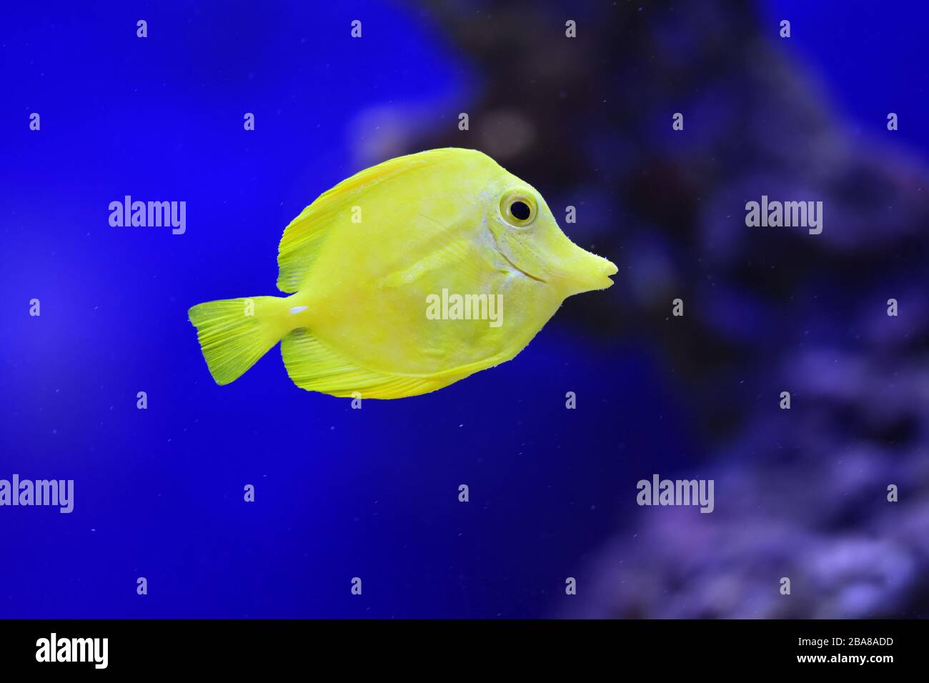 The yellow tang (Zebrasoma flavescens), salt water yellow aquarium fish ...