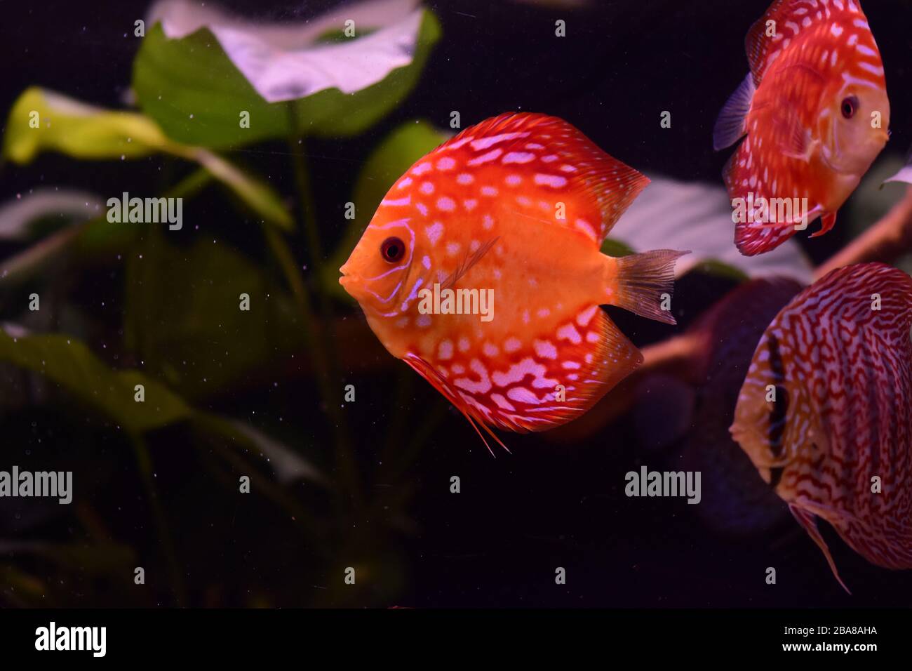 group of discus fish in aquarium, multi-colored tropical fish ...