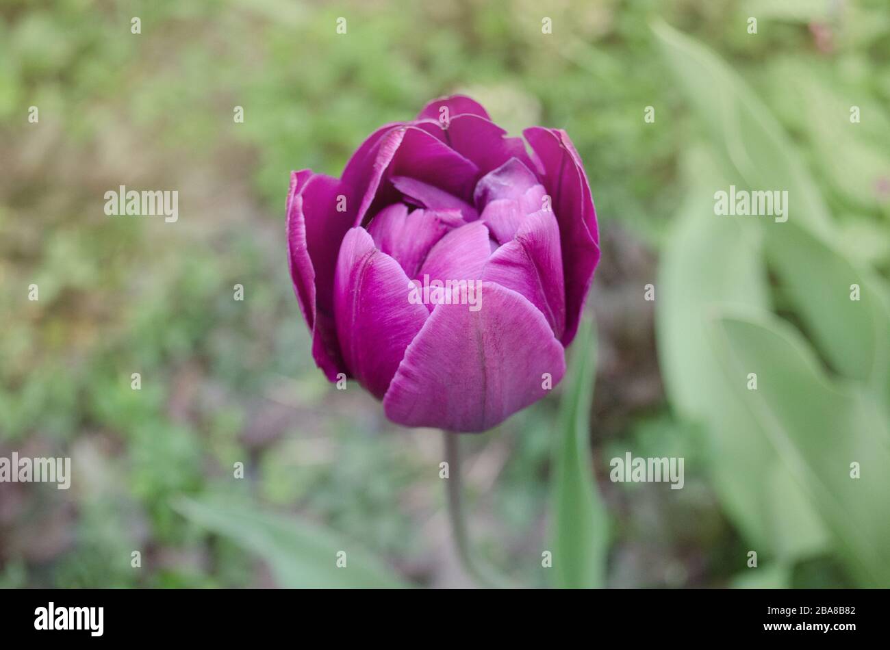 Violet lilac tulip Blue Spectacle close up. Purple double peony tulip ...