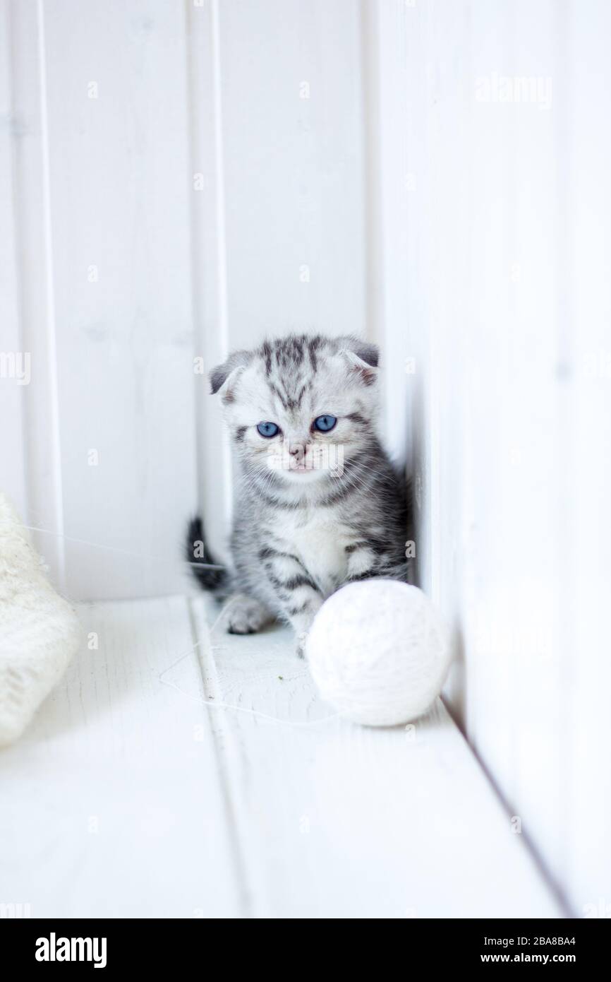 Young grey cat plays with the balls of yarn Stock Photo - Alamy