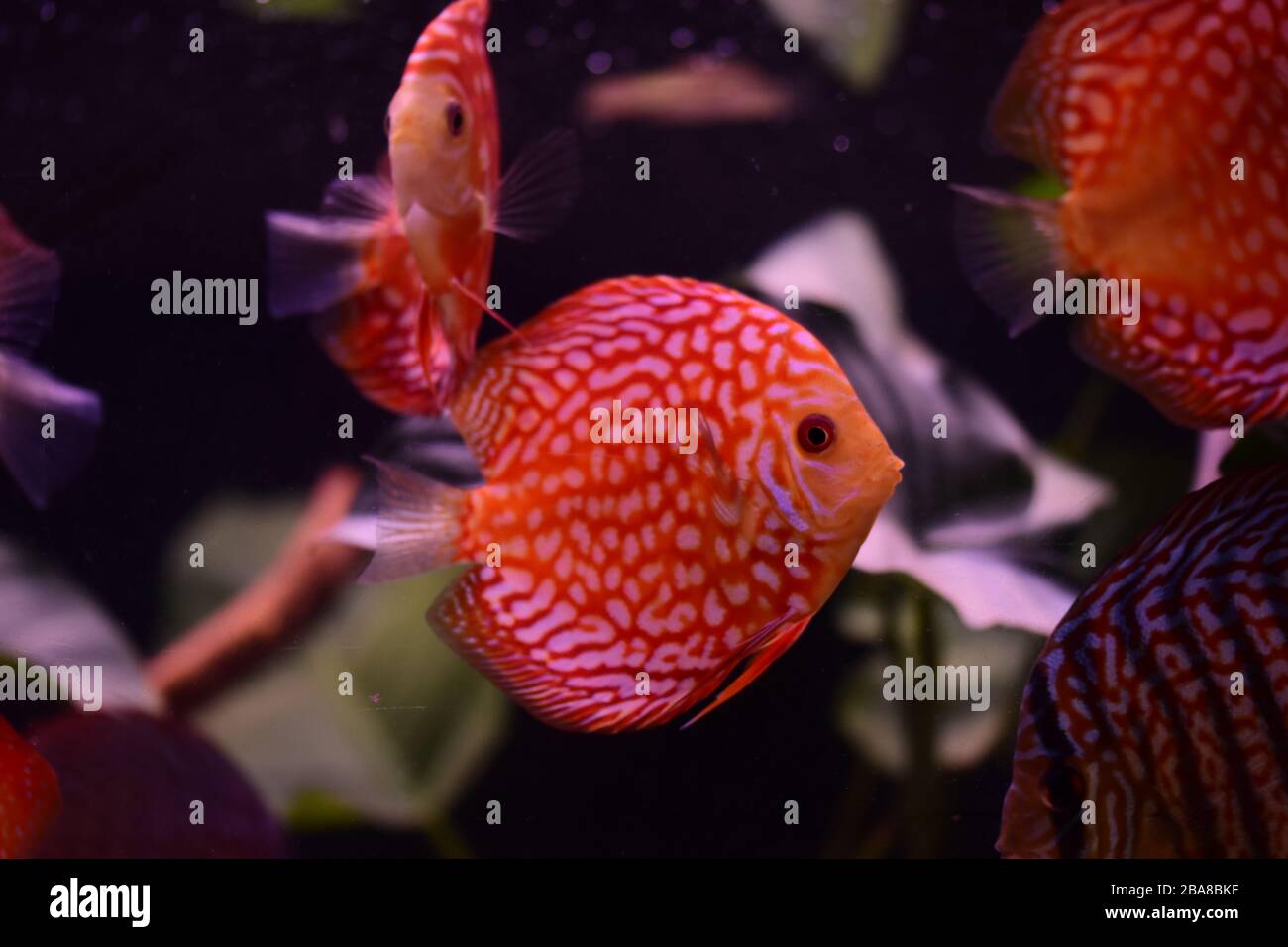 group of discus fish in aquarium, multi-colored tropical fish ...
