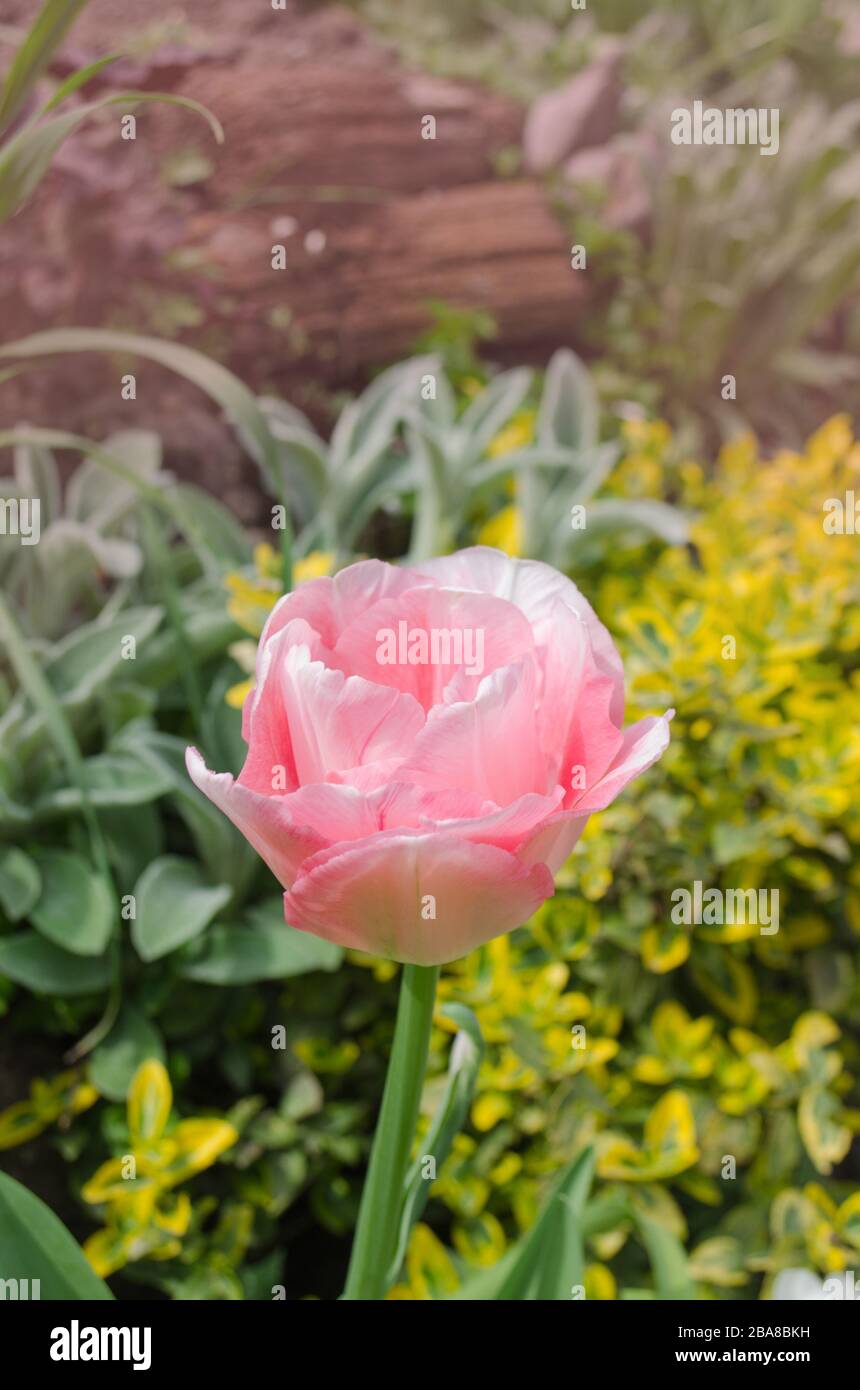 Double pink peony tulip in garden. Beautiful double pink tulip. Pink ...