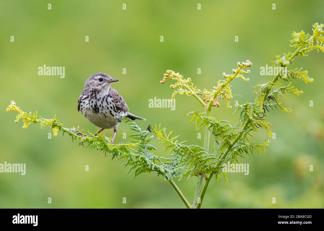 Feet up in the litchen hi-res stock photography and images - Alamy