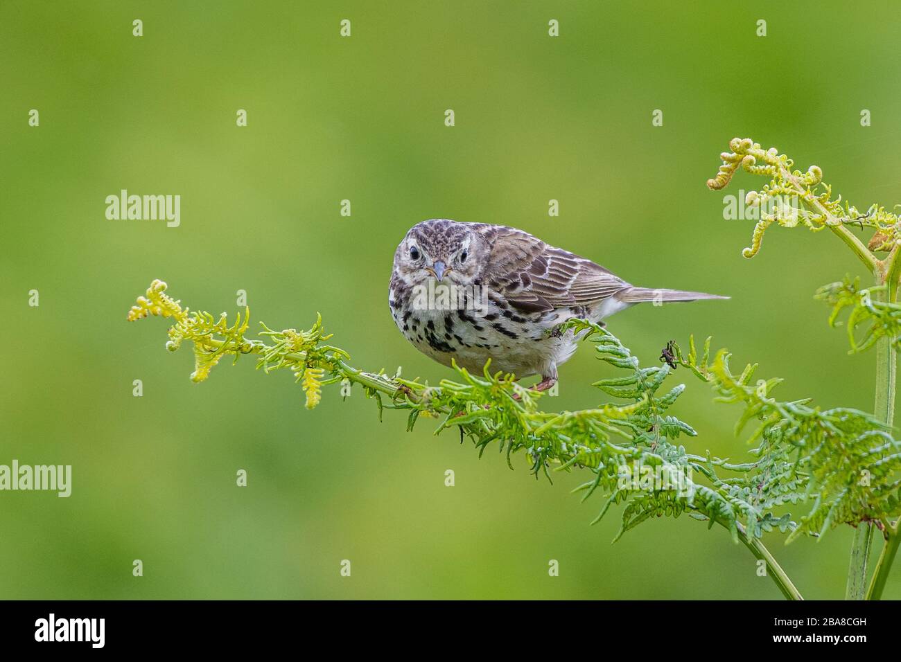 The Meadow Pipit is a common nesting bird of moorland, heathland and ...