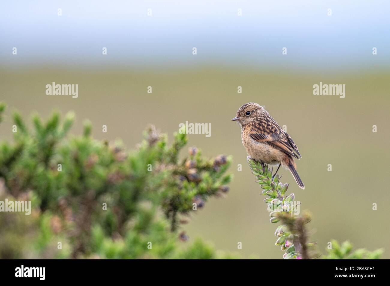 Yellowsaxicola rubicola hi-res stock photography and images - Alamy