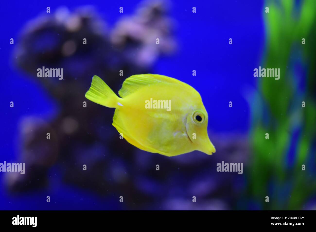 The yellow tang (Zebrasoma flavescens), salt water yellow aquarium fish ...