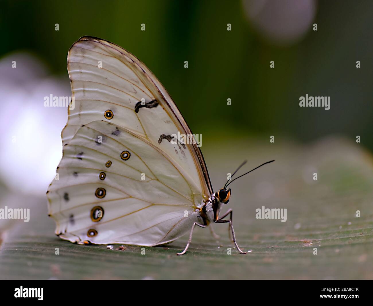 Closeup Polyphemus white morpho viewed of profile Stock Photo - Alamy