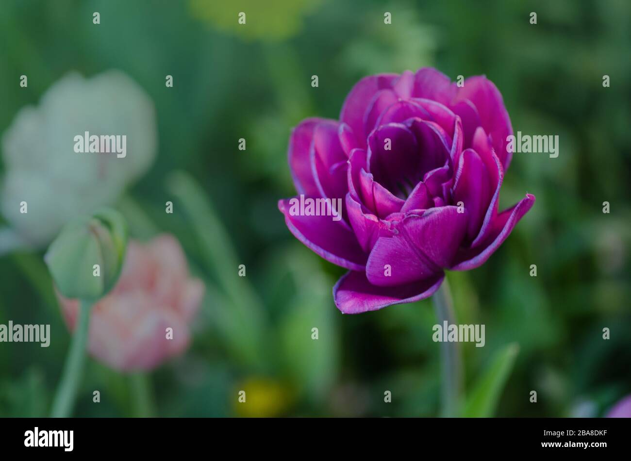 Violet lilac tulip Blue Spectacle close up. Purple double peony tulip ...