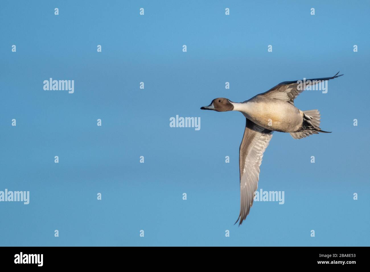 Northern European duck soaring over the lakes in the wetlands Stock ...