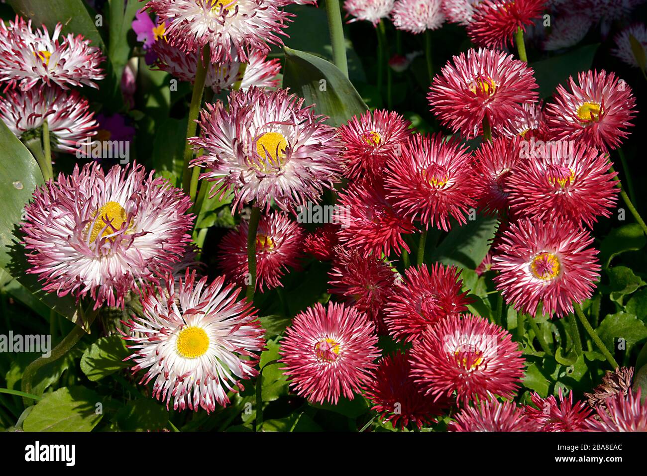 Closeup of garden plant hi-res stock photography and images - Alamy