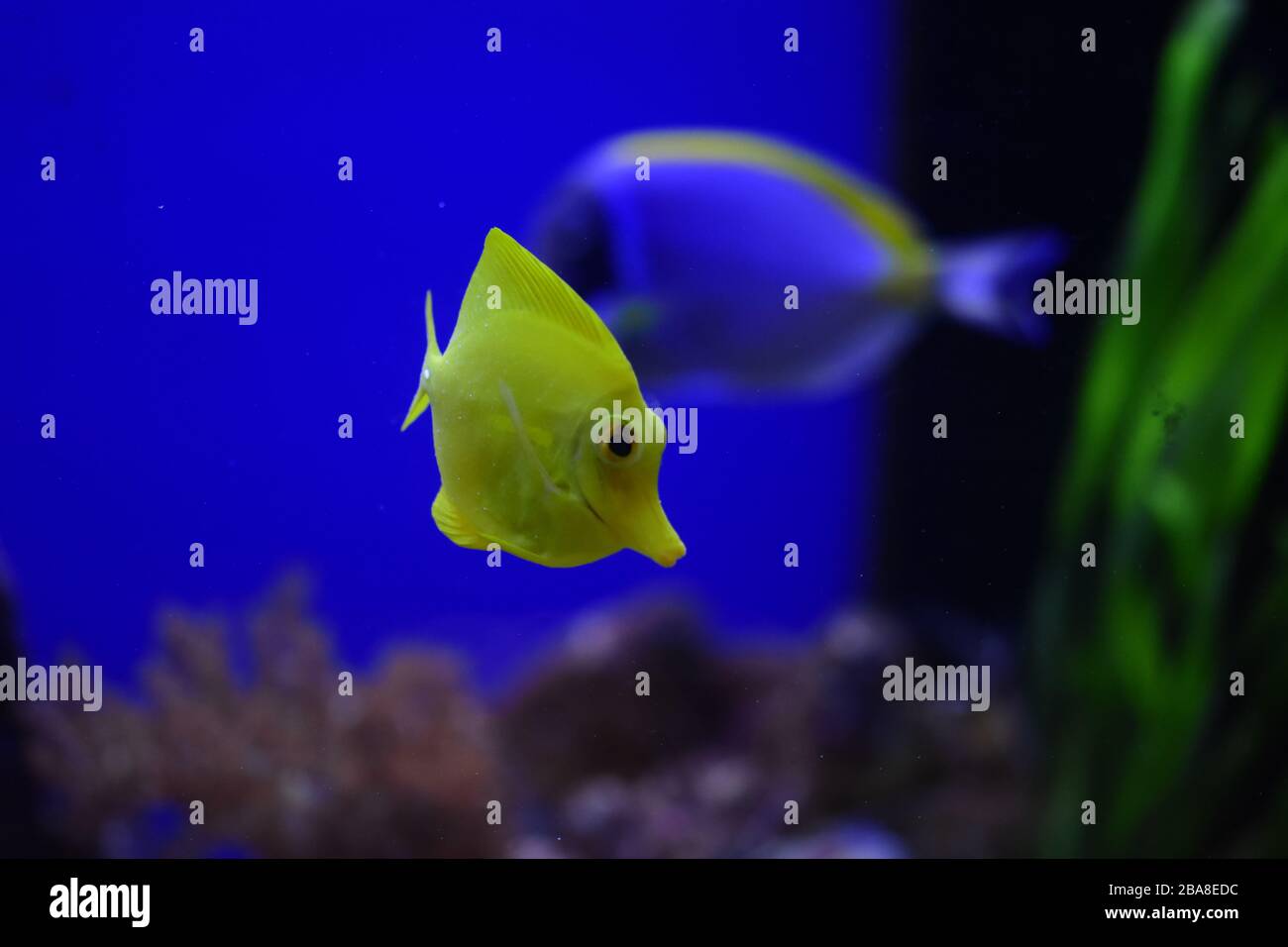 The yellow tang (Zebrasoma flavescens), salt water yellow aquarium fish ...