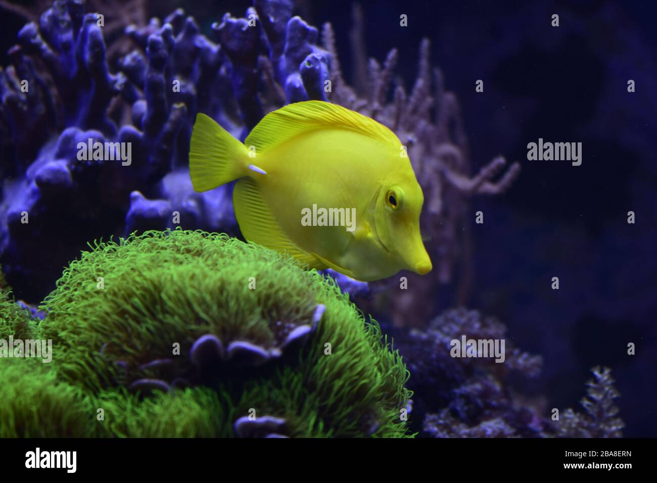 The yellow tang (Zebrasoma flavescens), salt water yellow aquarium fish ...