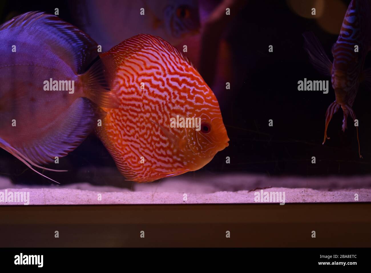 group of discus fish in aquarium, multi-colored tropical fish ...