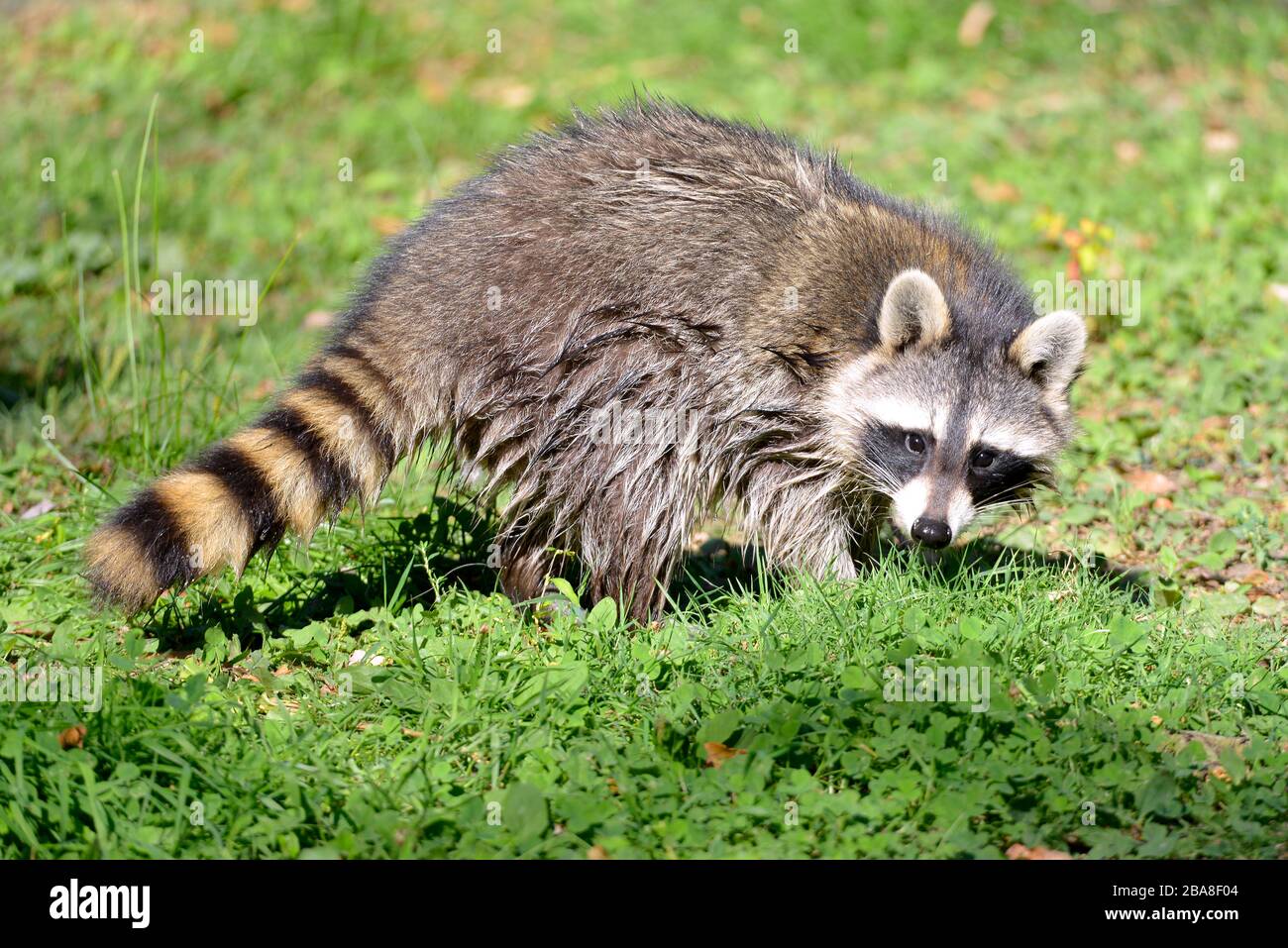 Raccoon tail hi-res stock photography and images - Alamy