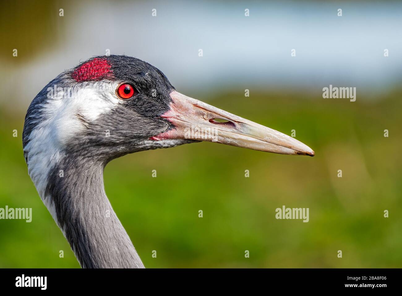 Filoplumes hi-res stock photography and images - Alamy