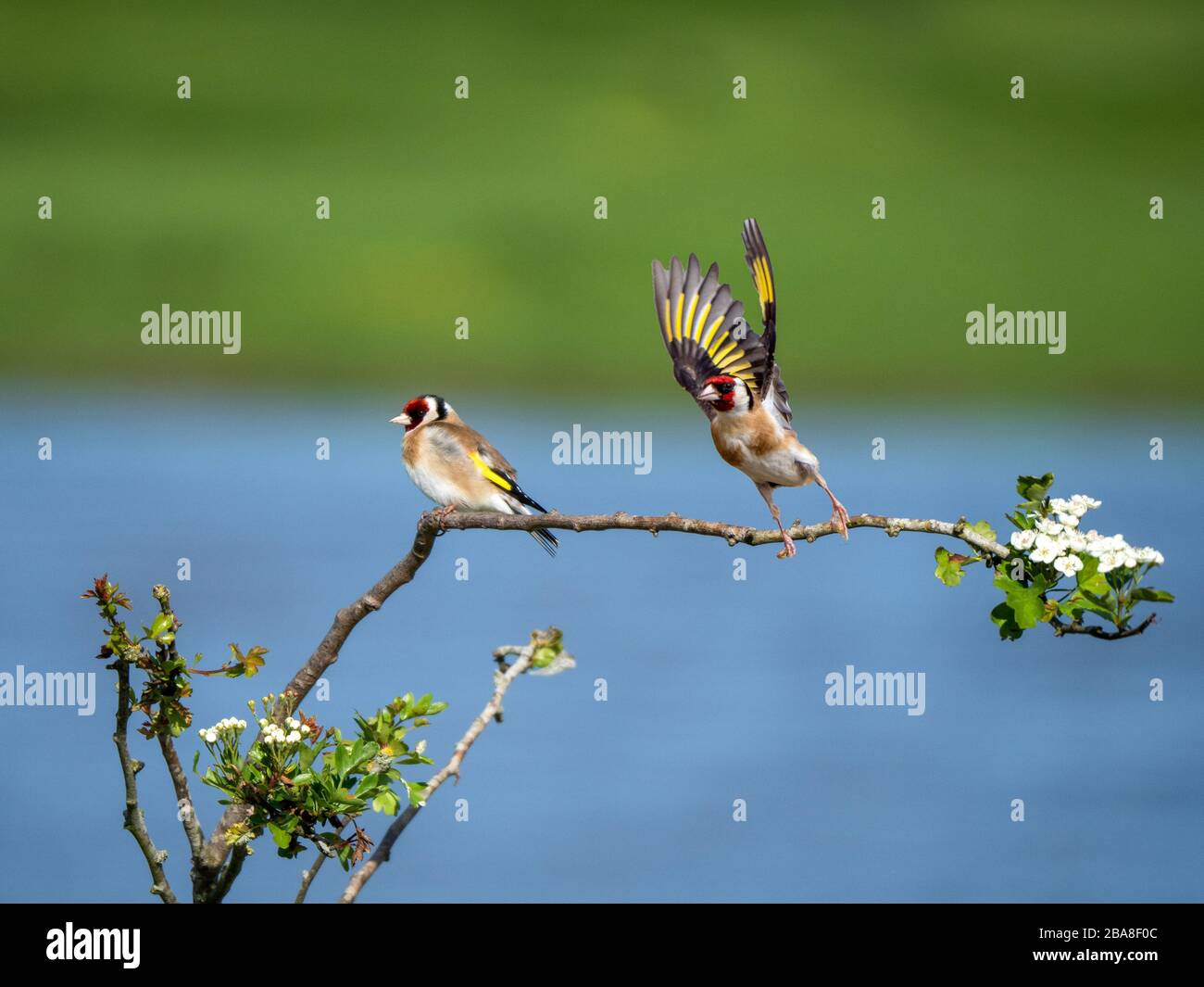 Pair of European goldfinches amongst the spring blossom Stock Photo - Alamy