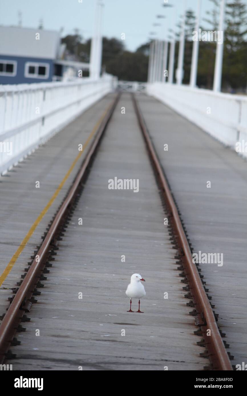 Single gull defiantly standing on train-line at Busselton WA Stock ...