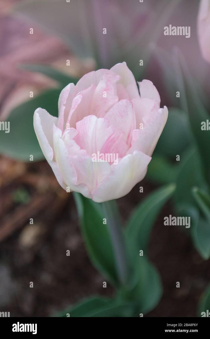 Double pink peony tulip in garden. Beautiful double pink tulip. Pink ...