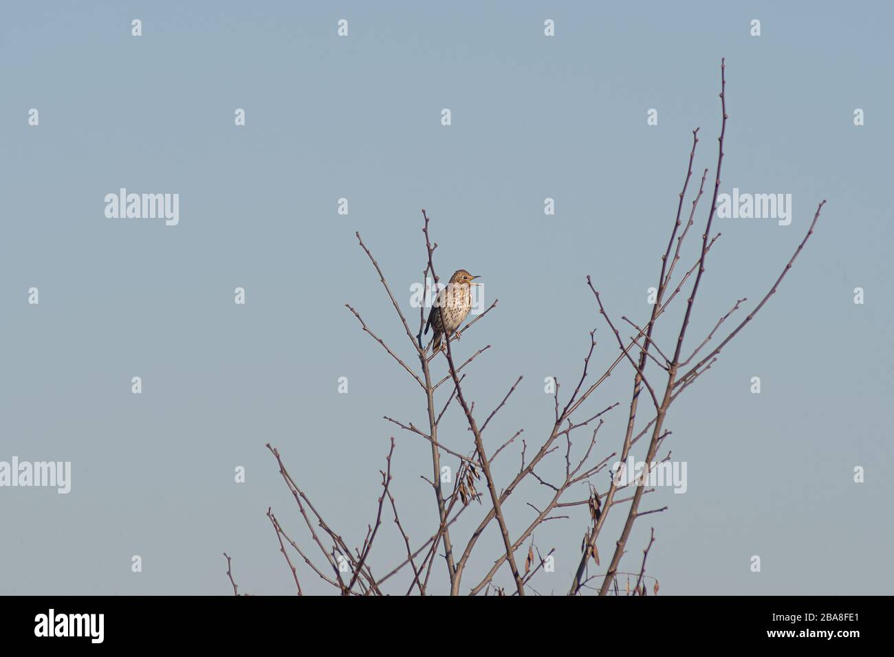 tree and bird singing a song Stock Photo - Alamy