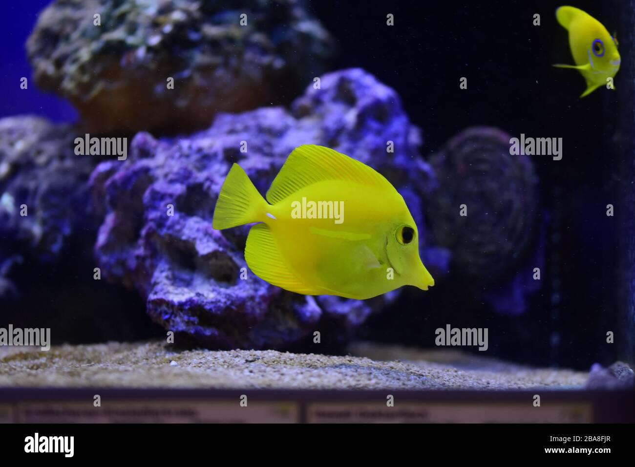 The yellow tang (Zebrasoma flavescens), salt water yellow aquarium fish ...