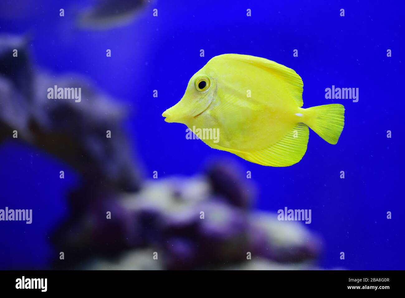 The yellow tang (Zebrasoma flavescens), salt water yellow aquarium fish ...
