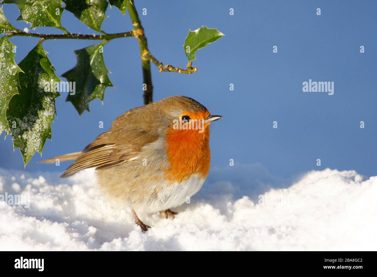 Robin in holly bush hi-res stock photography and images - Alamy