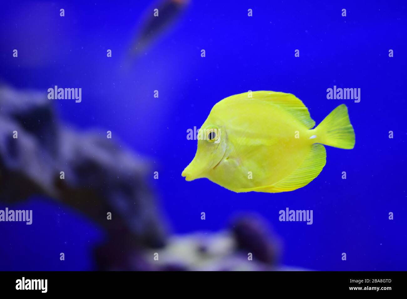 The yellow tang (Zebrasoma flavescens), salt water yellow aquarium fish ...