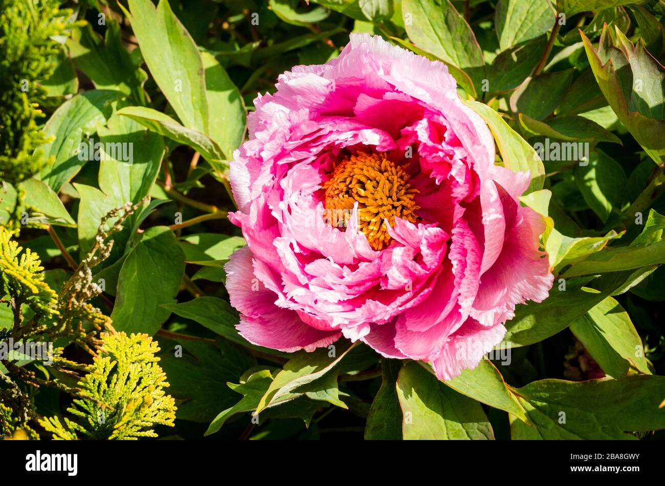 Tree peony flower hi-res stock photography and images - Alamy