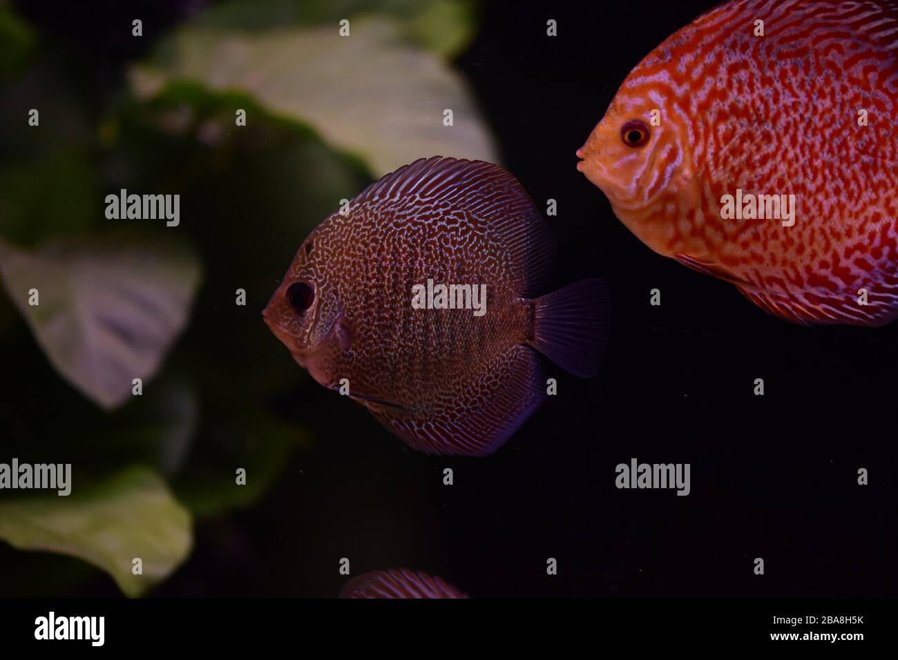 group of discus fish in aquarium, multi-colored tropical fish ...