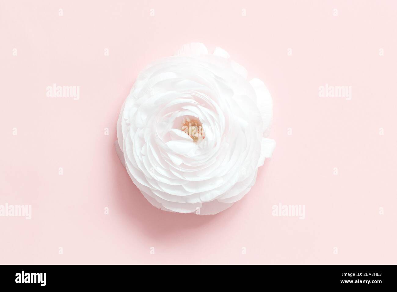 Cream ranunculus flower on a light pink background top view Stock Photo ...