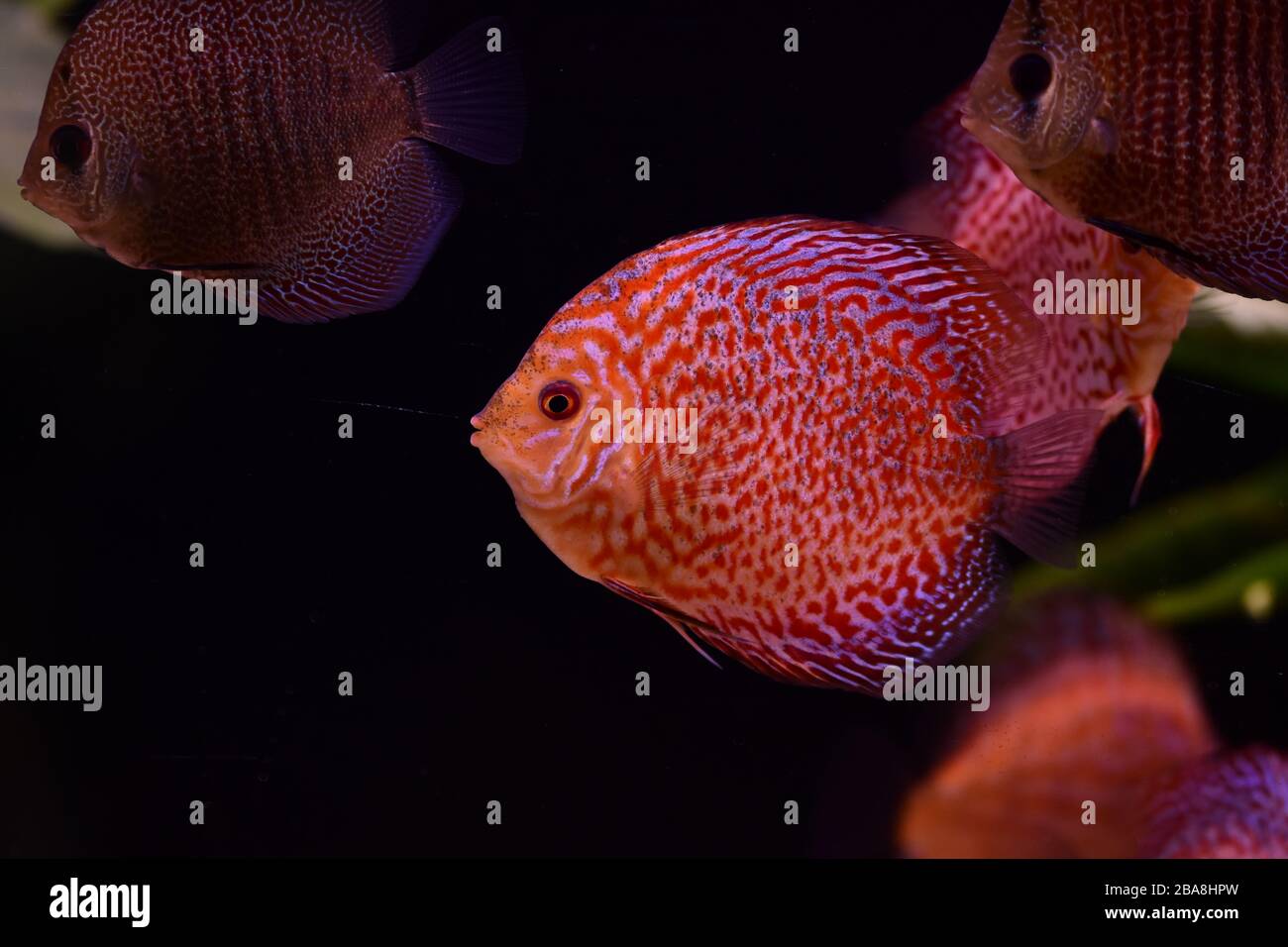 group of discus fish in aquarium, multi-colored tropical fish ...