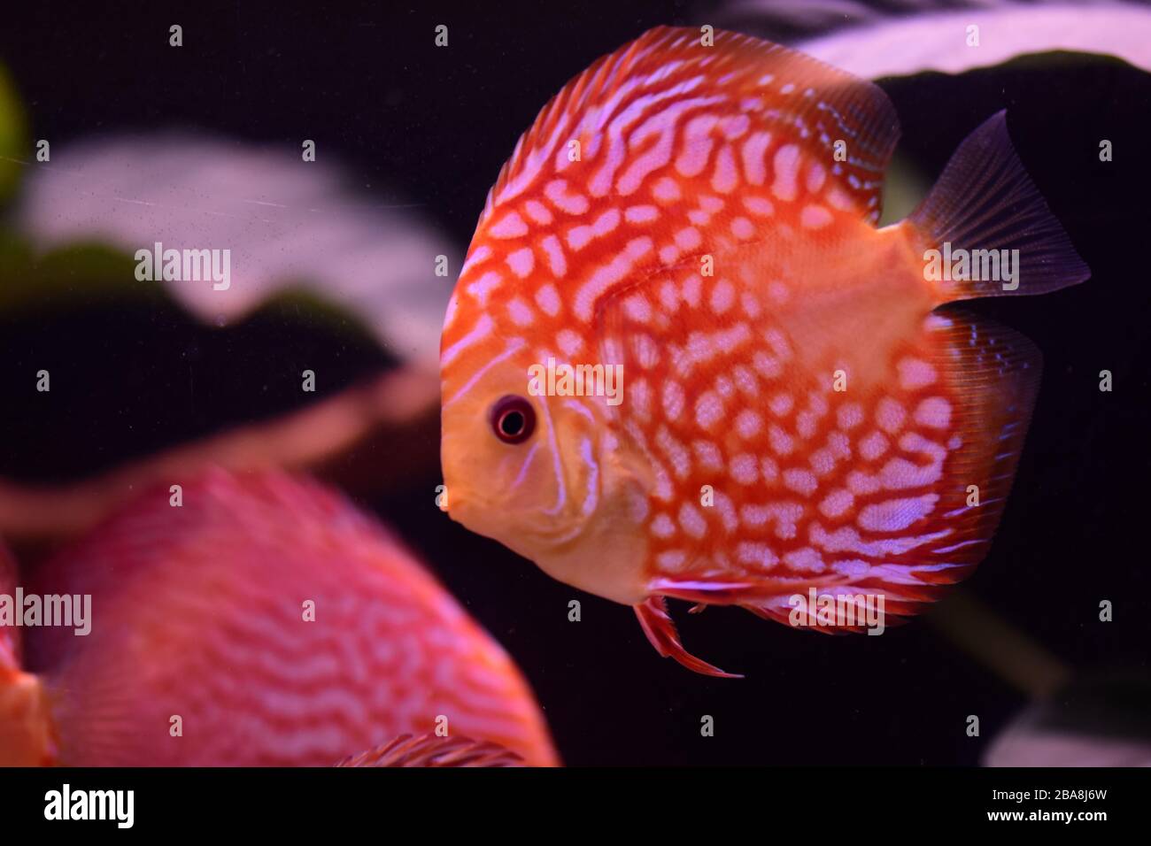 group of discus fish in aquarium, multi-colored tropical fish ...