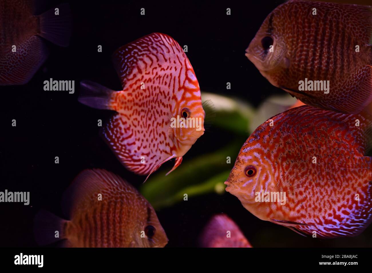 group of discus fish in aquarium, multi-colored tropical fish ...