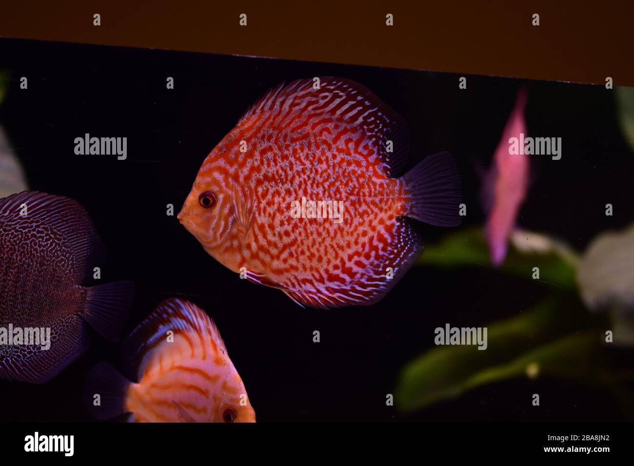 group of discus fish in aquarium, multi-colored tropical fish ...