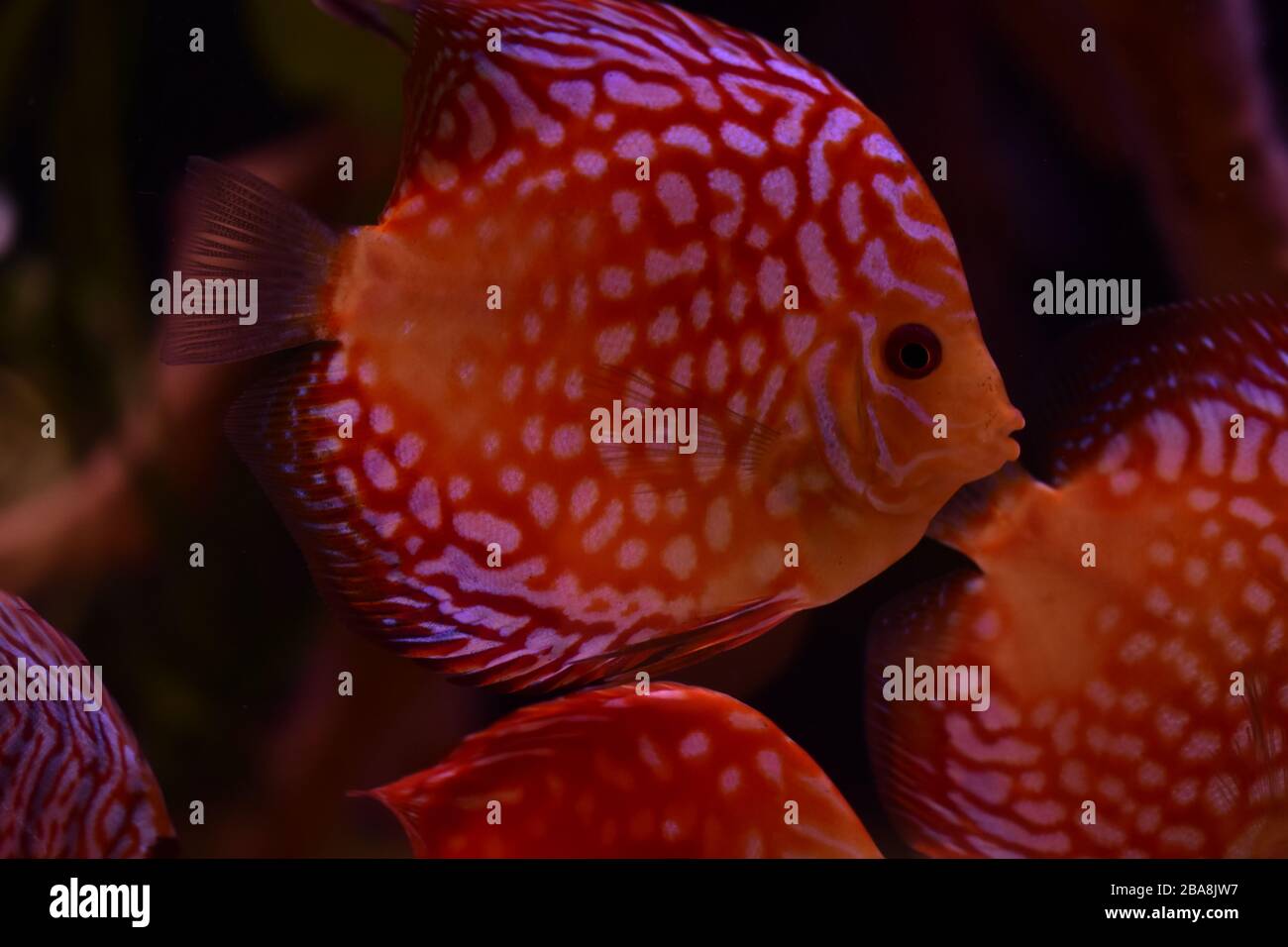 group of discus fish in aquarium, multi-colored tropical fish ...