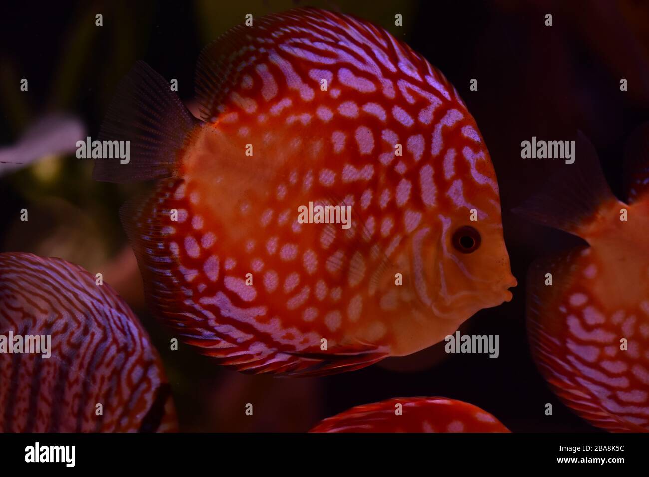 group of discus fish in aquarium, multi-colored tropical fish ...