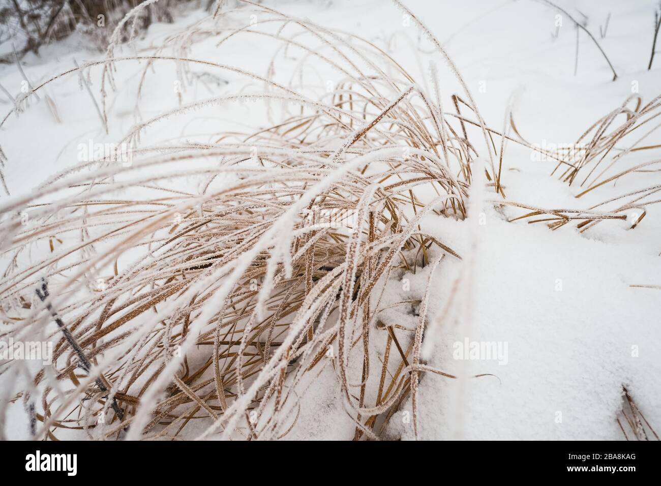Tree field grass snow hi-res stock photography and images - Alamy