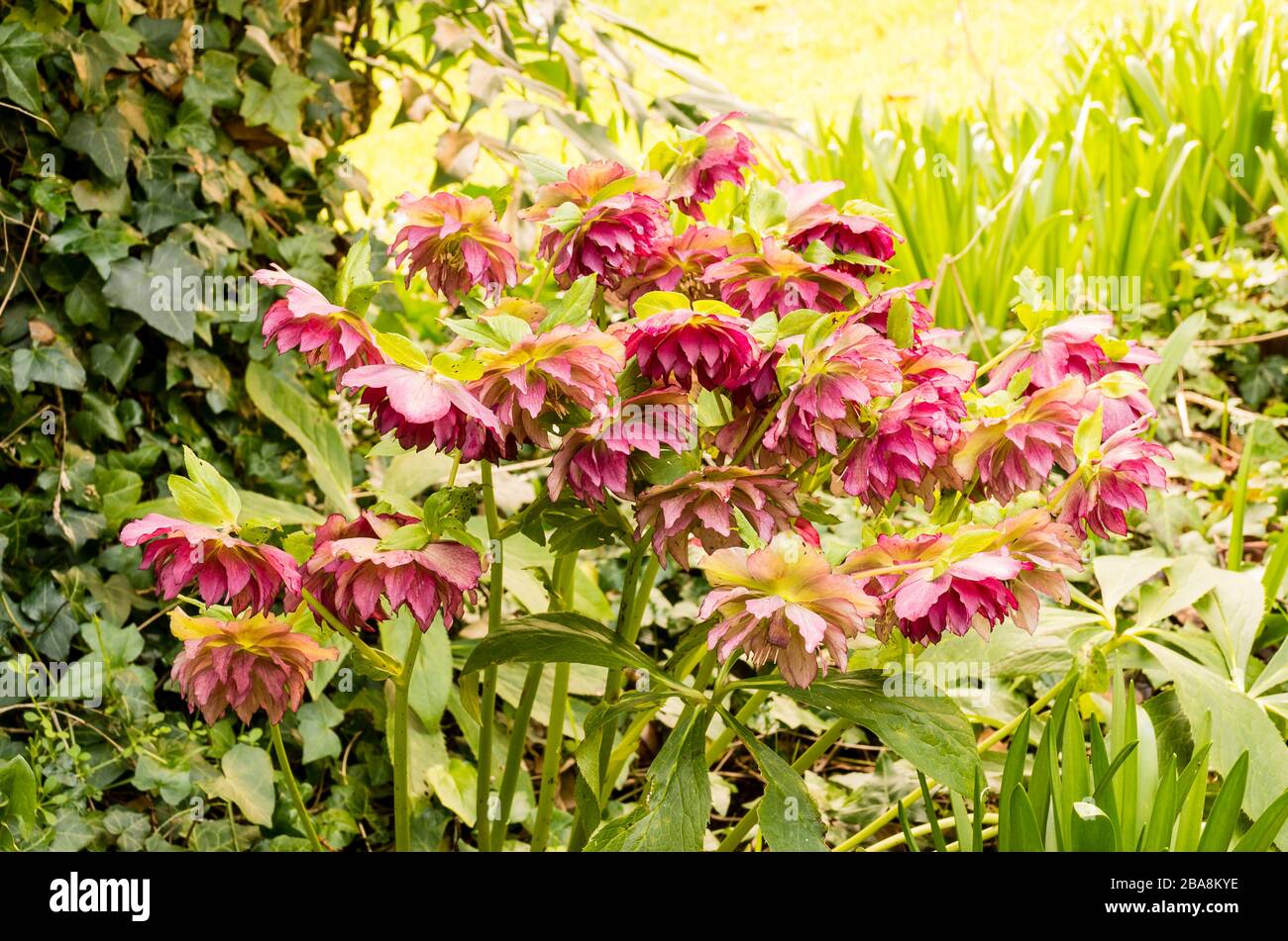 A lovely dusky pink helleborus growing in a shady part of an English ...