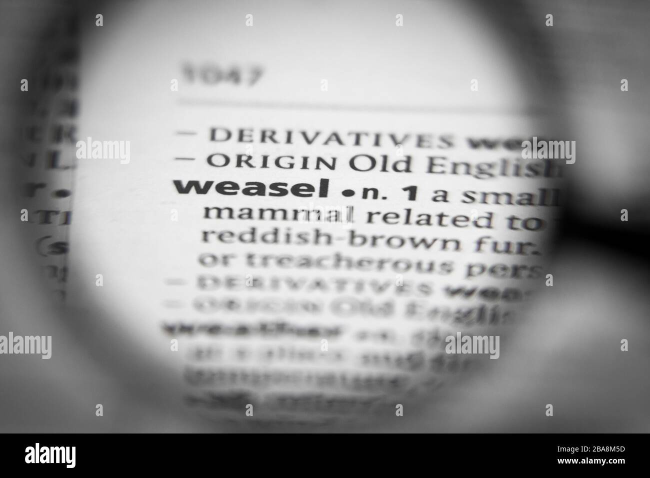 Word or phrase weasel in a dictionary. Great photo for your needs Stock ...