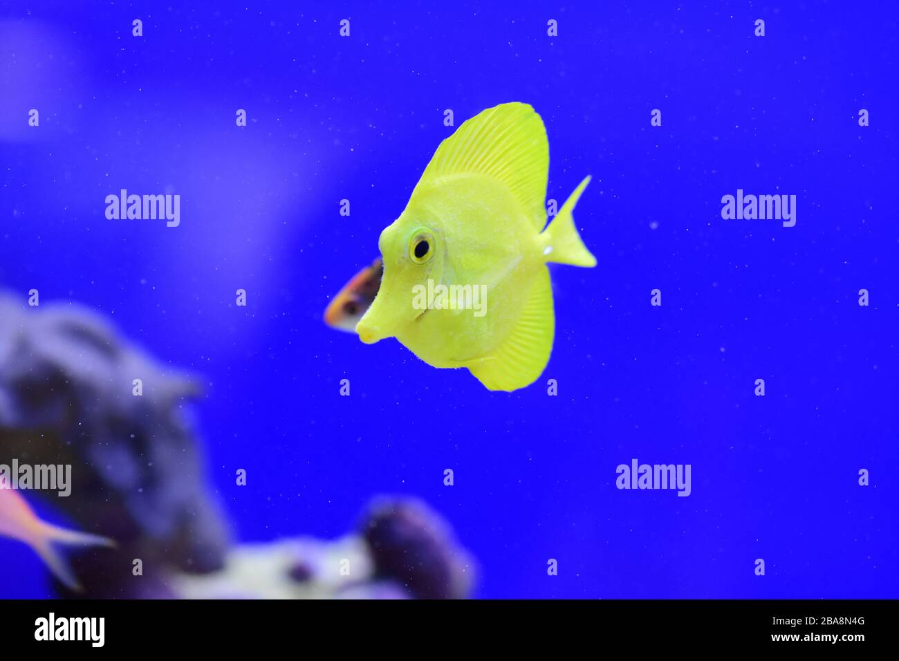 The yellow tang (Zebrasoma flavescens), salt water yellow aquarium fish ...