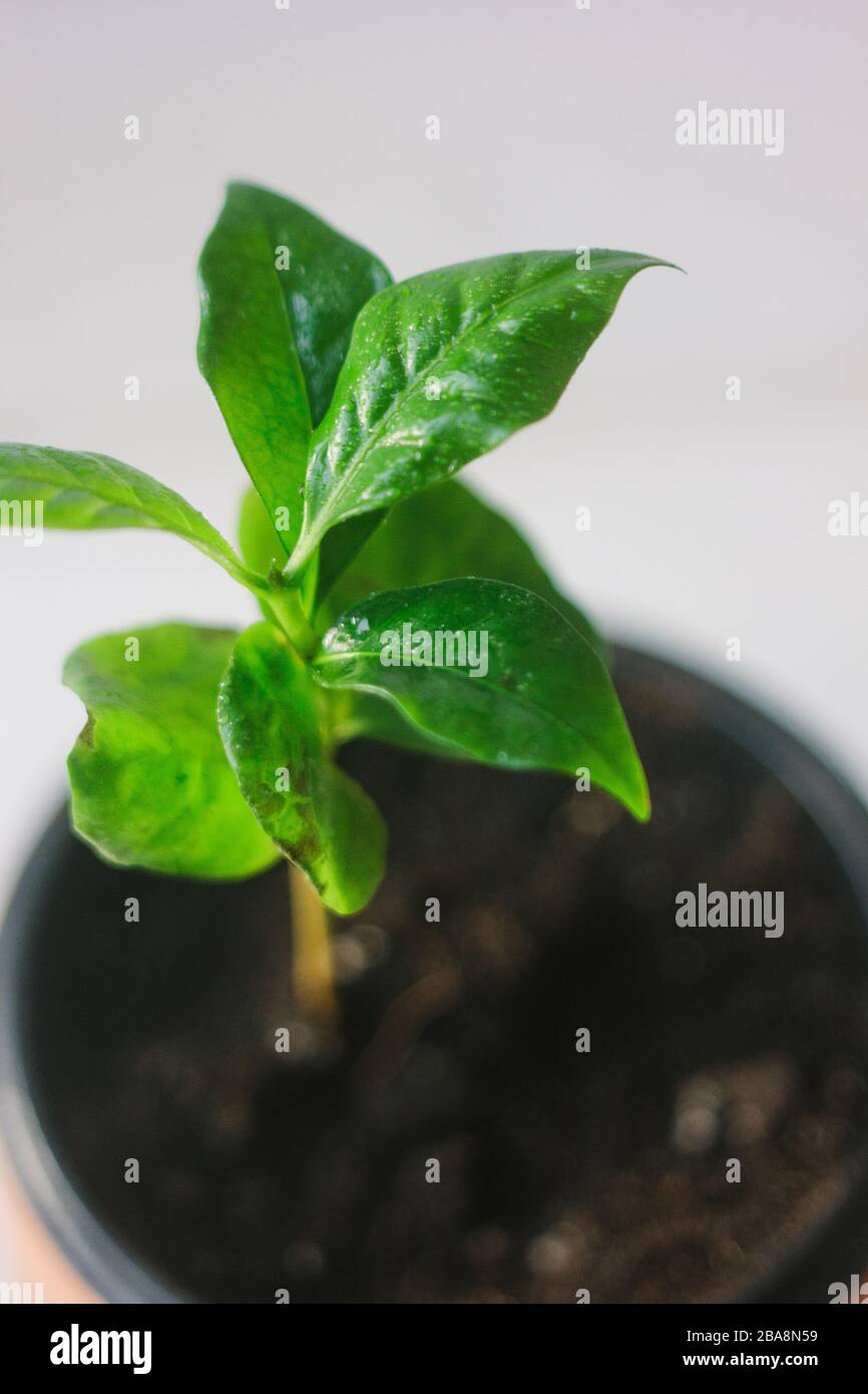 Coffee arabica sprout in a ceramic flowerpot Stock Photo - Alamy