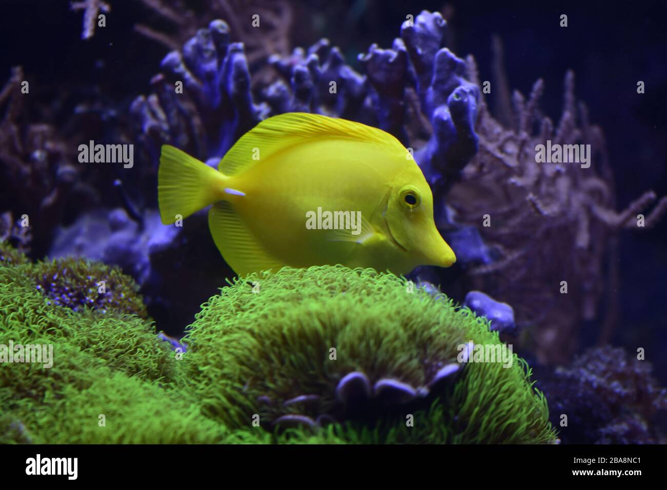 The yellow tang (Zebrasoma flavescens), salt water yellow aquarium fish ...