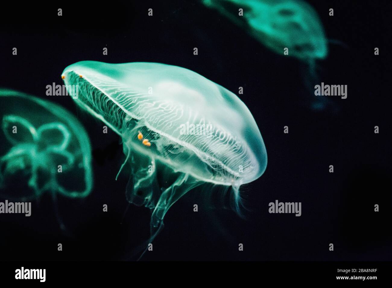 Yellow jelly fish hi-res stock photography and images - Alamy